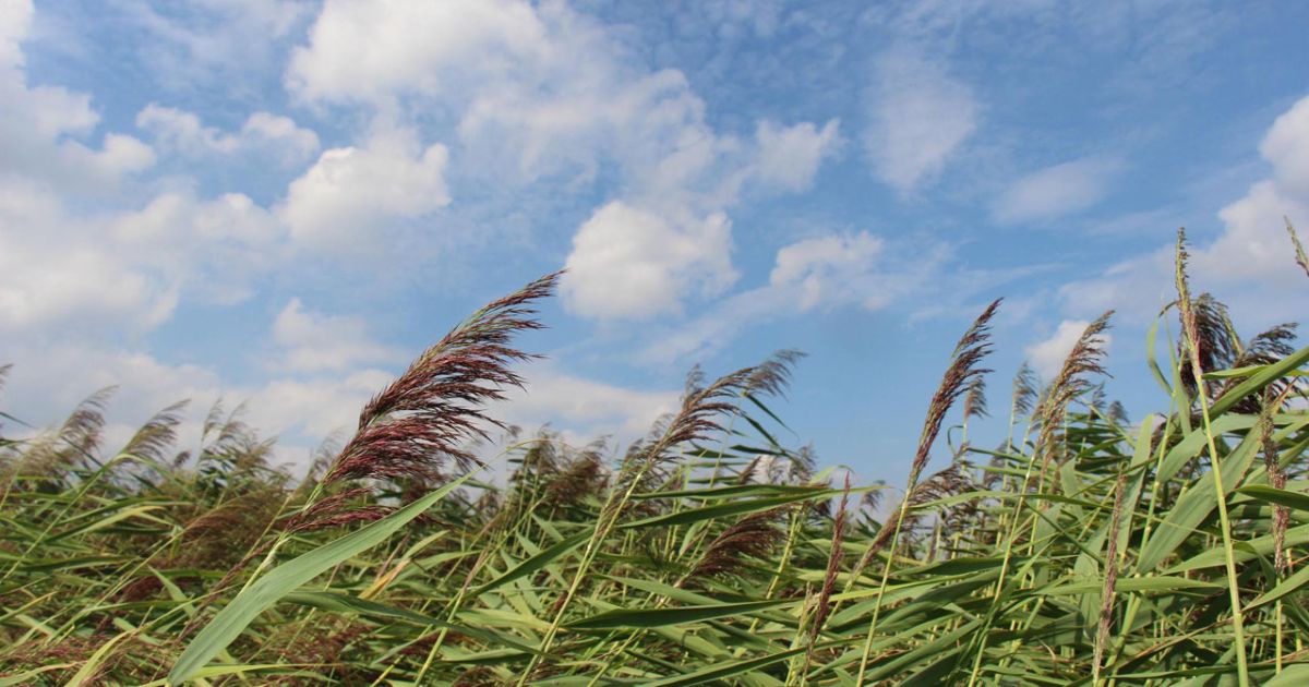 Capacity expansion Imog landfill requires environmental impact report ...