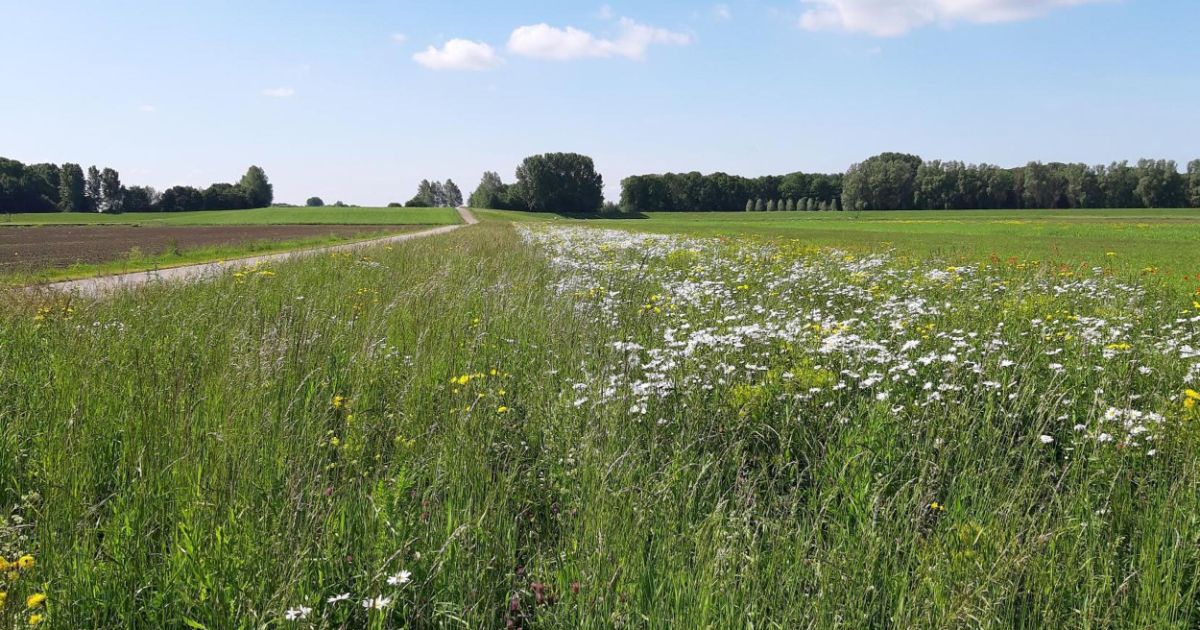 Exploratory study, plan development, Environmental Impact Assessment ...