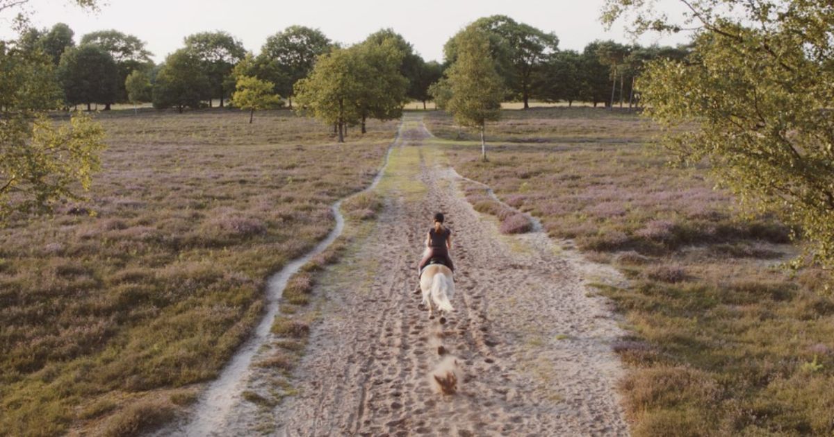 Gebiedsvisie Maashorst: natuur en recreatie in balans | Witteveen+Bos