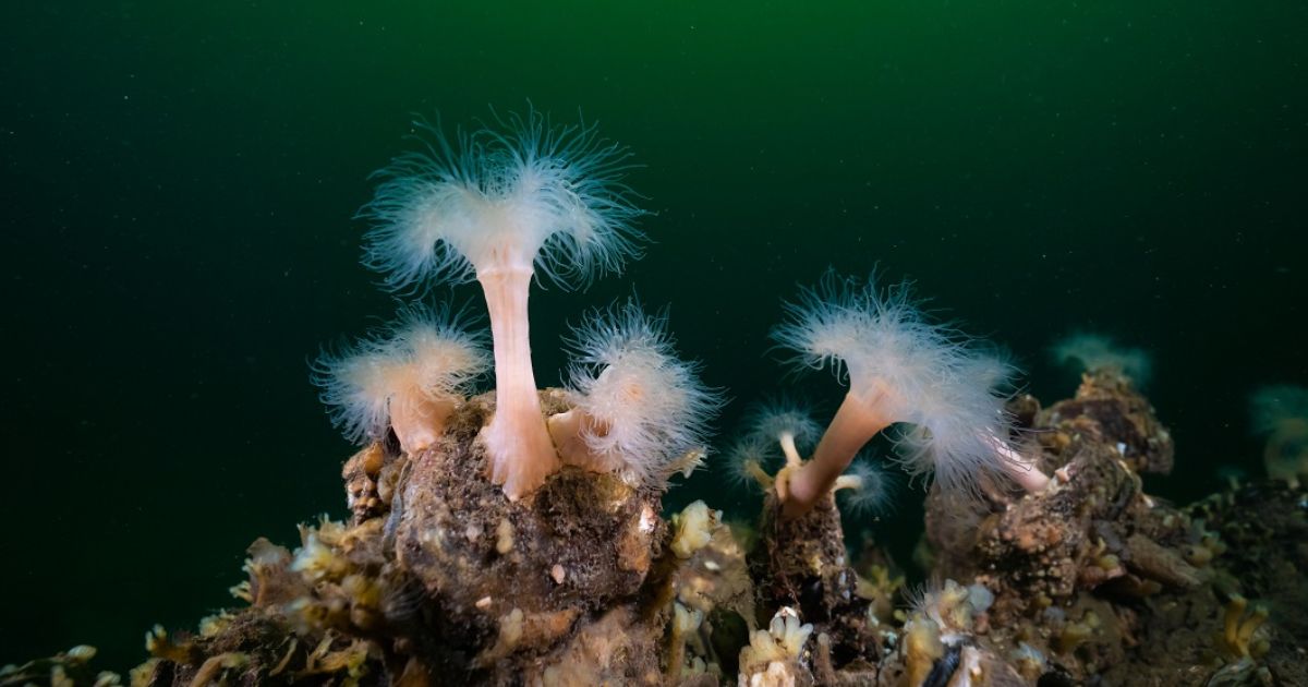 Protecting underwater life | Witteveen+Bos